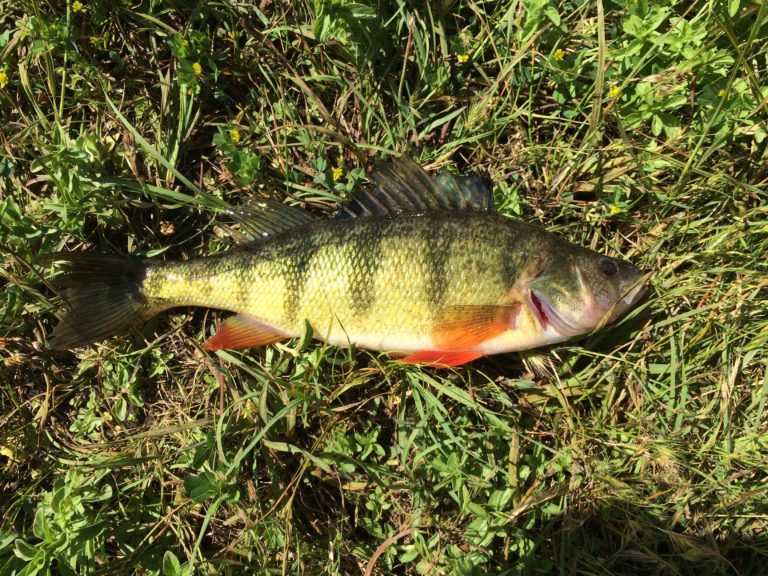 Species #5 — Yellow Perch – CaughtOvgard