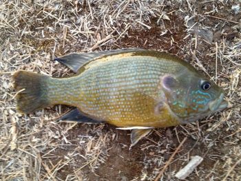 Species #14 — Green Sunfish – CaughtOvgard
