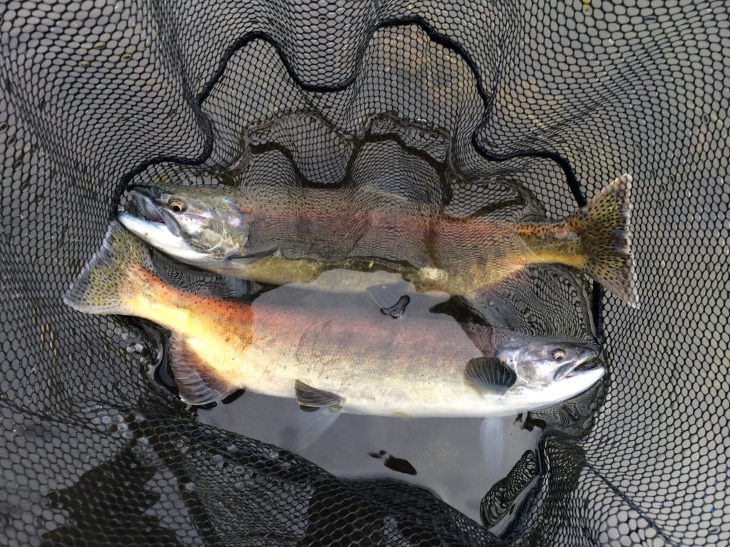 Species #15 — Kokanee – CaughtOvgard