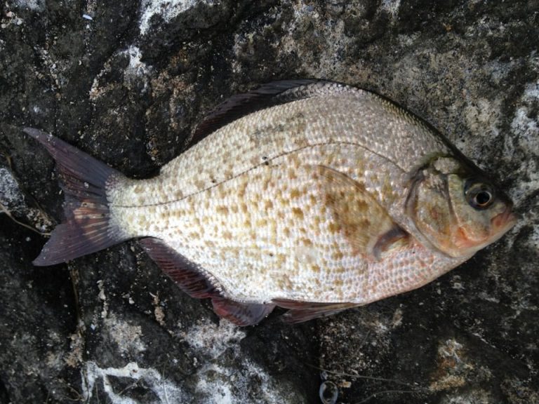 Species #37 — Calico Surfperch – CaughtOvgard