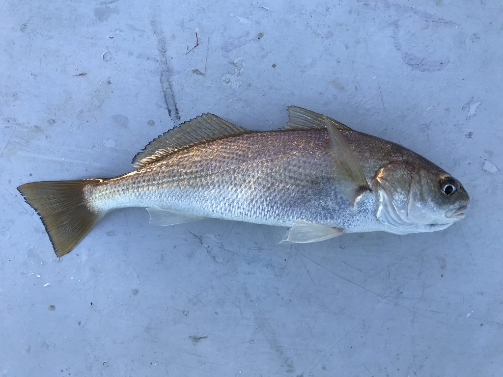 Species #18 — White Croaker – CaughtOvgard