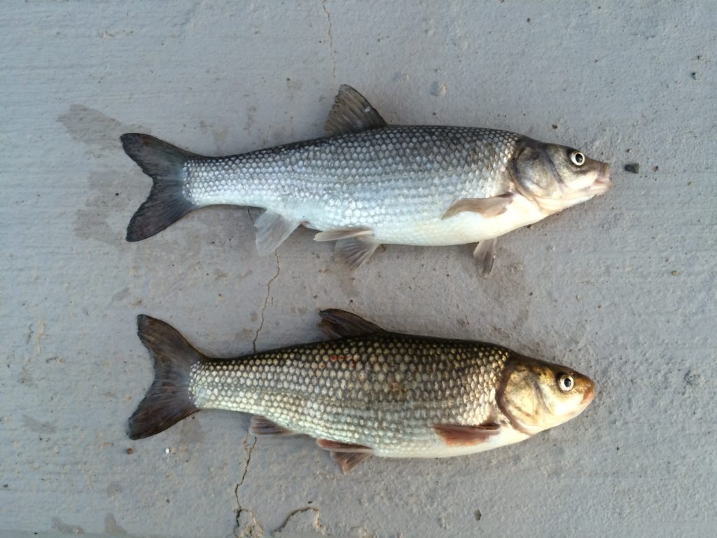 Species #17 — Tui Chub – CaughtOvgard