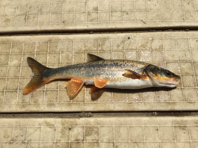 Species #22 — Northern Pikeminnow – CaughtOvgard
