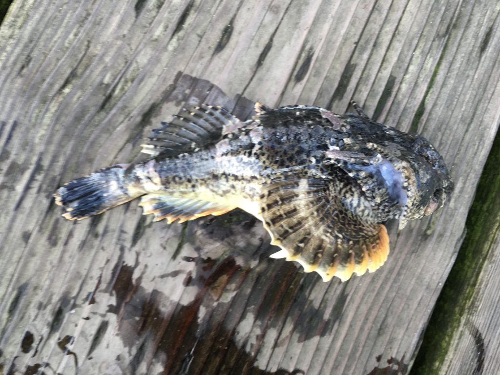 Species #35 — Buffalo Sculpin – CaughtOvgard