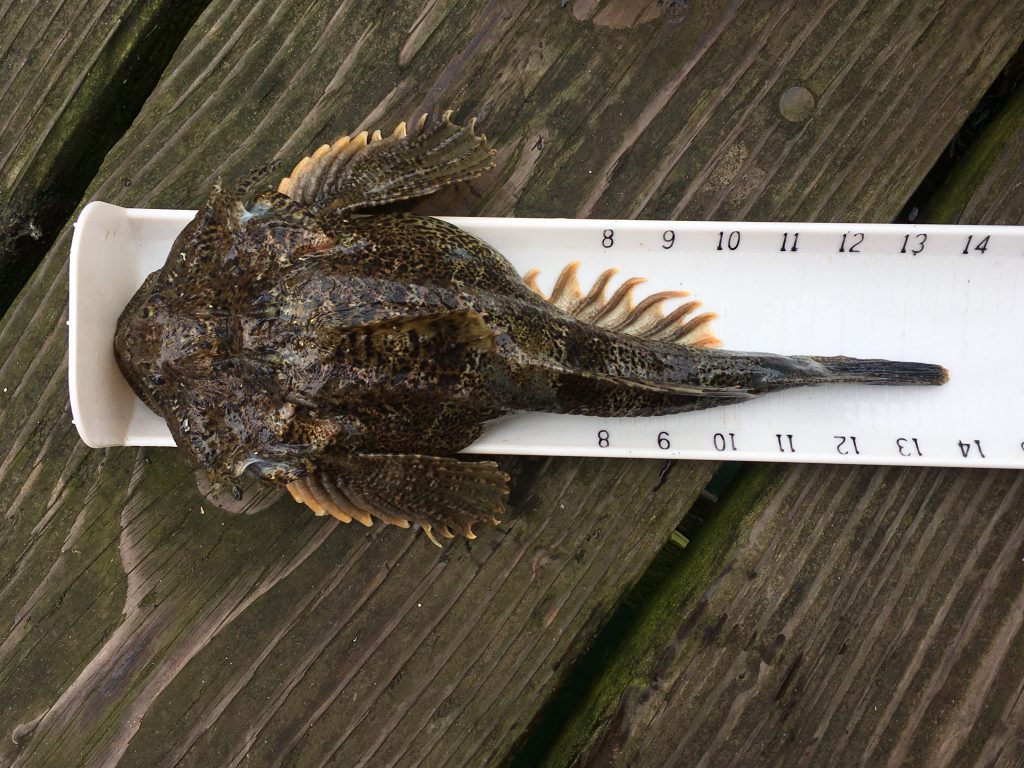 Species #35 — Buffalo Sculpin – CaughtOvgard