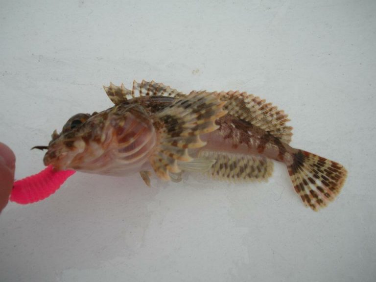 Species #38 — Red Irish Lord – CaughtOvgard