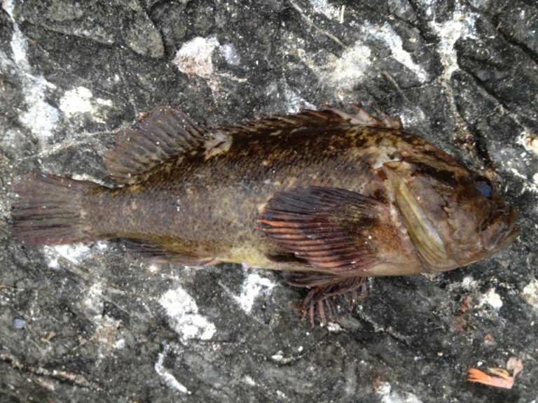 Species #42 — Grass Rockfish – CaughtOvgard