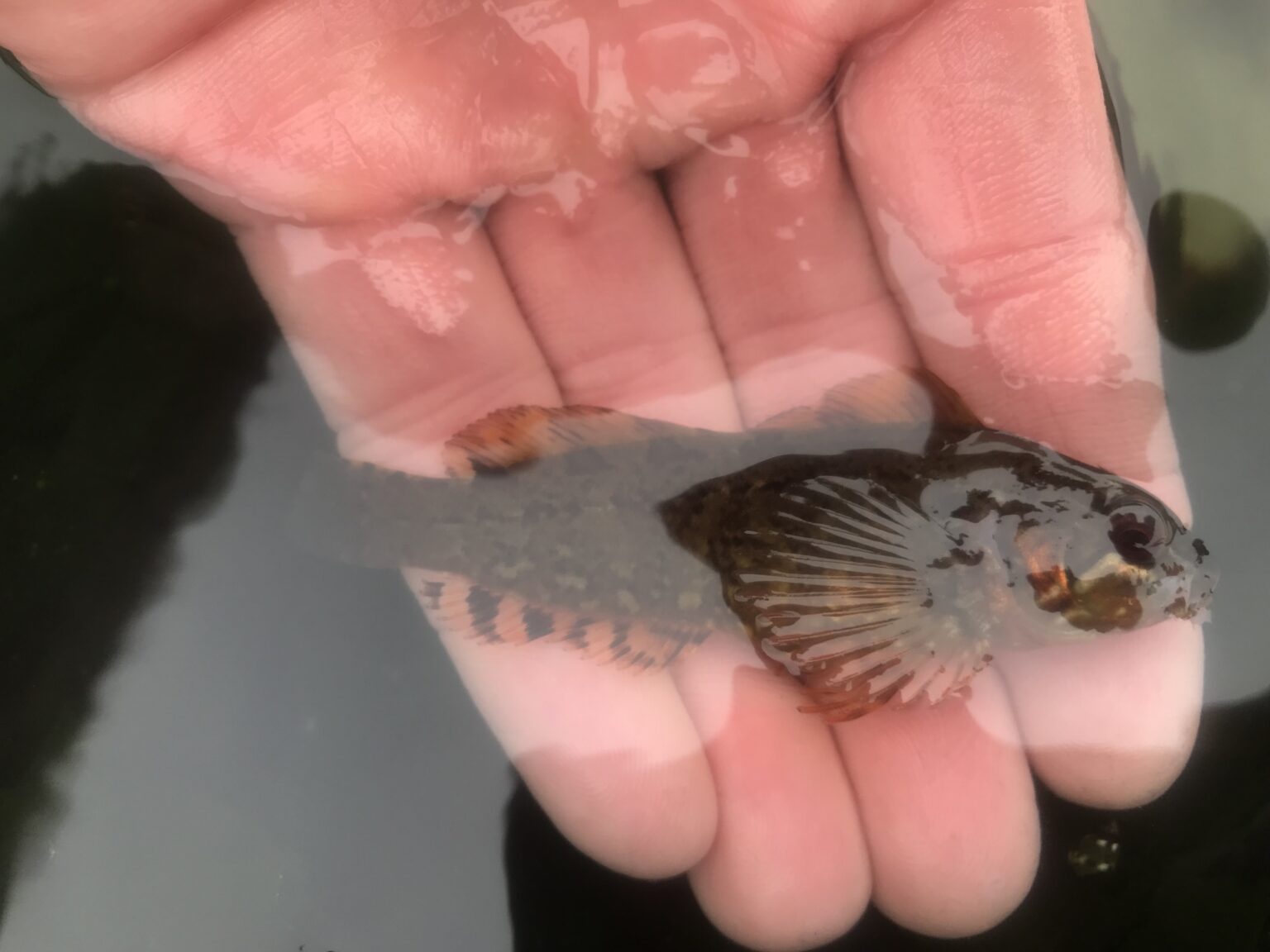 Species #41 — Rock Greenling – CaughtOvgard