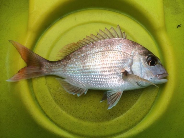 Species #51 — Australasian Snapper – CaughtOvgard