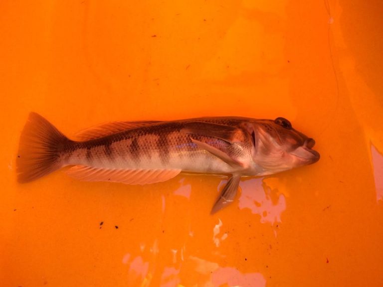 Species #55 — Blue Cod – CaughtOvgard