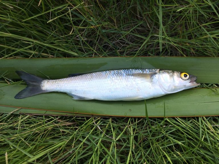 Species #59 — Yelloweye Mullet – CaughtOvgard