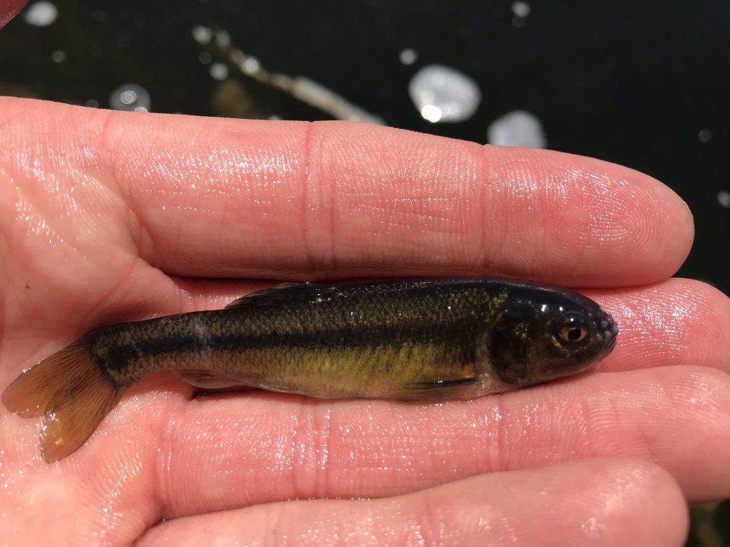 Species #63 — Fathead Minnow – CaughtOvgard