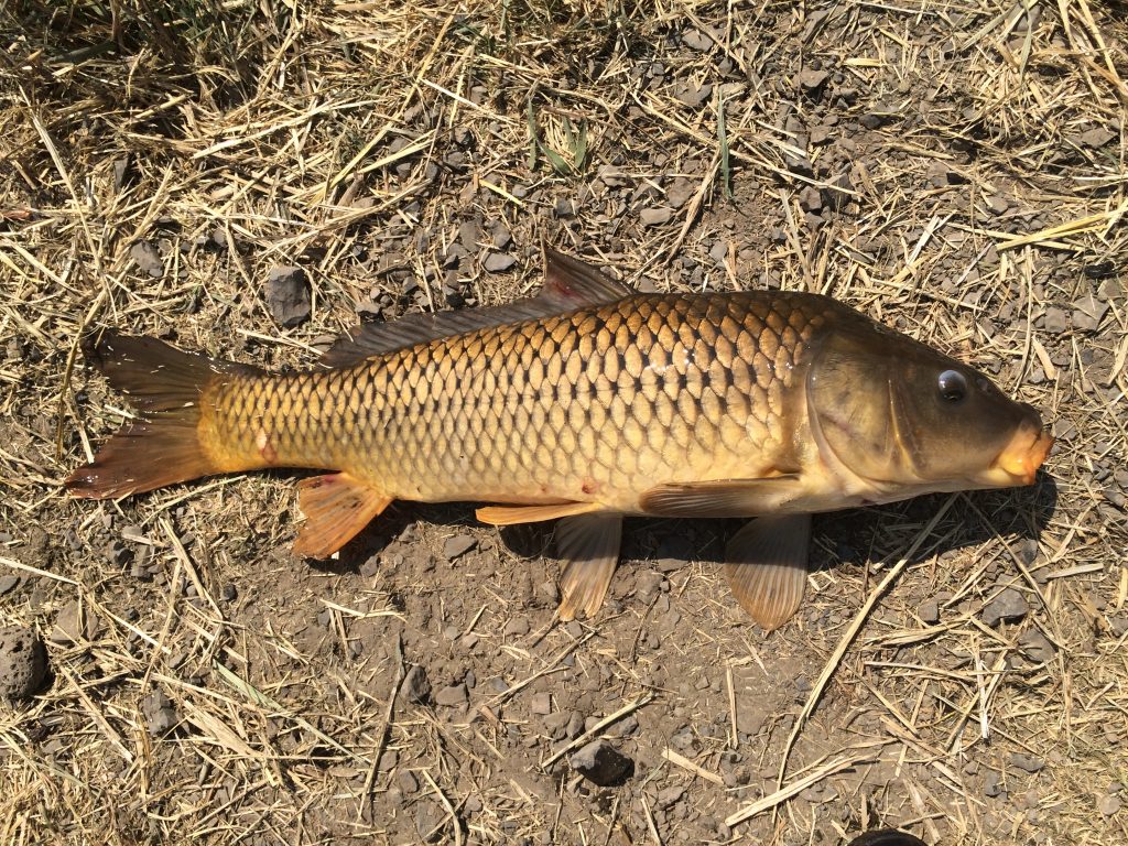 Species #70 — Common Carp – CaughtOvgard