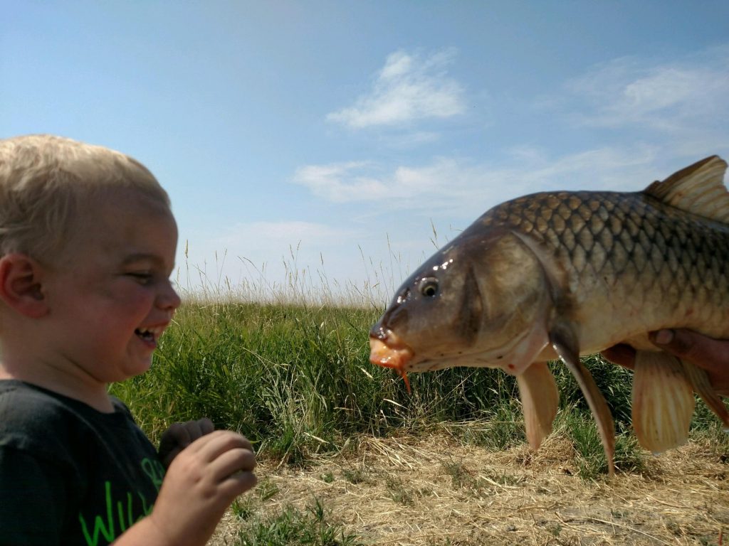 Species #70 — Common Carp – CaughtOvgard