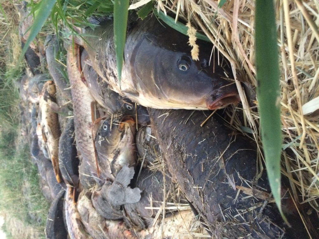 Species #70 — Common Carp – CaughtOvgard