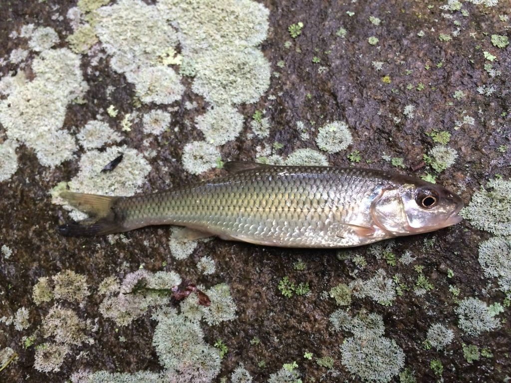 Species #65 — Fallfish – CaughtOvgard