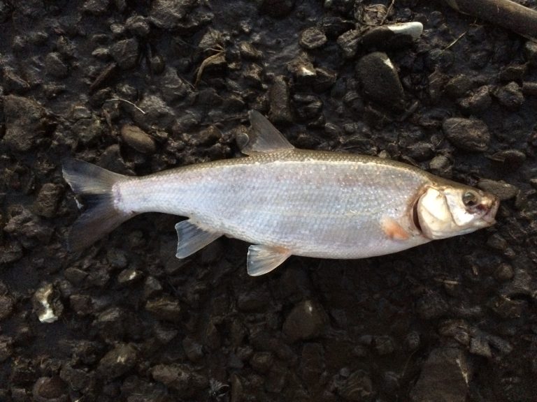 Species #77 — Blue Chub – CaughtOvgard