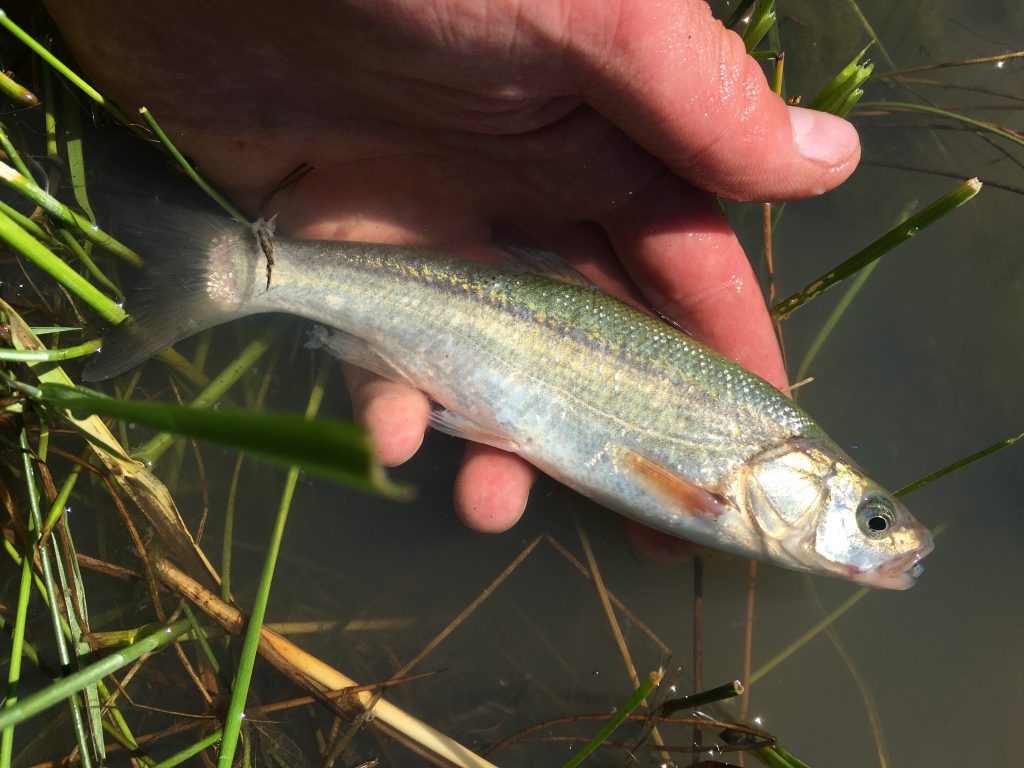 Species #77 — Blue Chub – CaughtOvgard