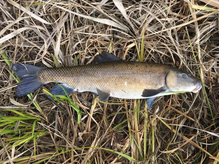 Species #80 — Klamath Largescale Sucker – CaughtOvgard