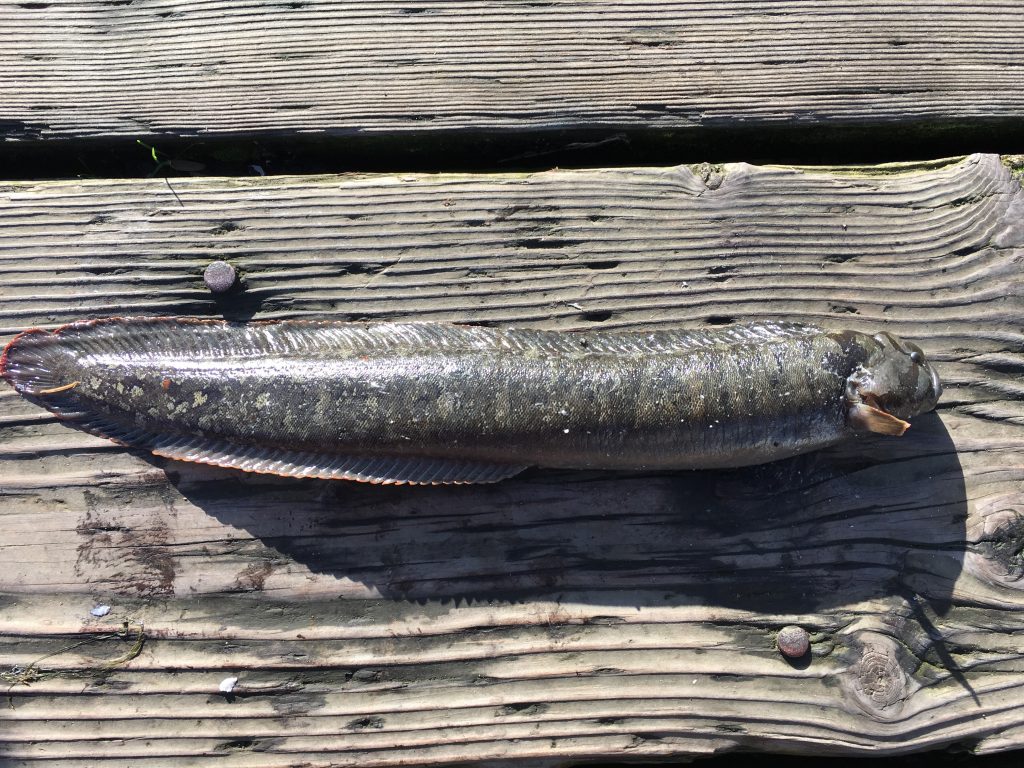 Species #82 — Monkeyface Prickleback – CaughtOvgard