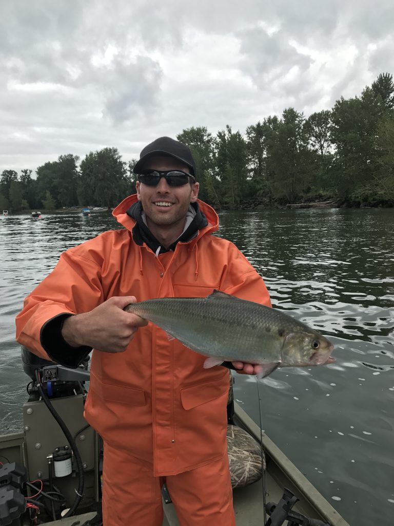 Species #84 — American Shad – CaughtOvgard