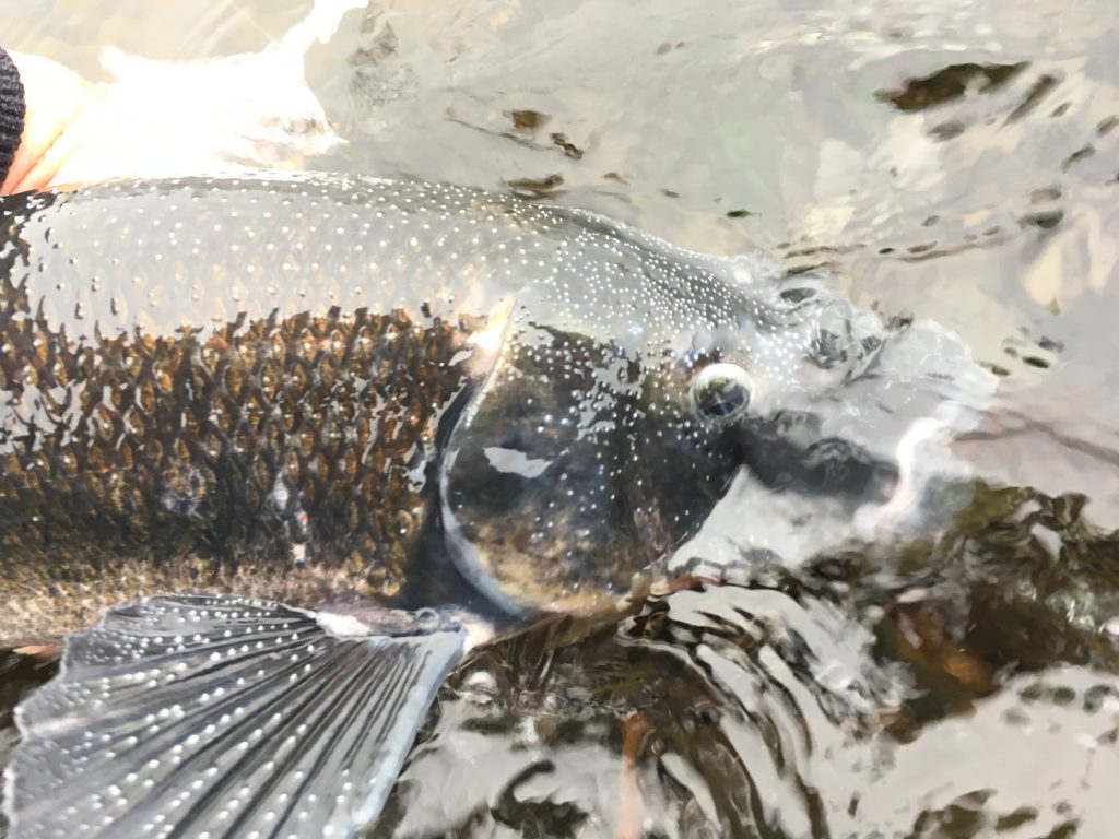 Species #83 — Lost River Sucker – CaughtOvgard