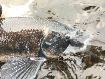 Species #83 — Lost River Sucker – CaughtOvgard