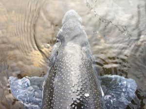 Species #83 — Lost River Sucker – CaughtOvgard