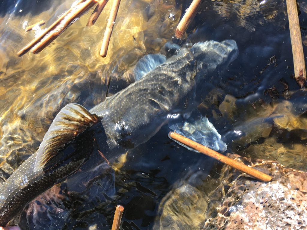 Species #83 — Lost River Sucker – CaughtOvgard