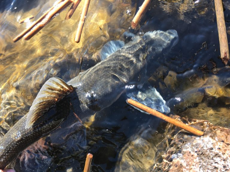 Species #83 — Lost River Sucker – CaughtOvgard