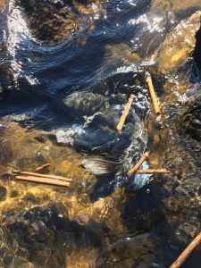 Species #83 — Lost River Sucker – CaughtOvgard