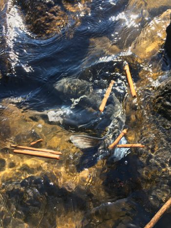 Species #83 — Lost River Sucker – CaughtOvgard