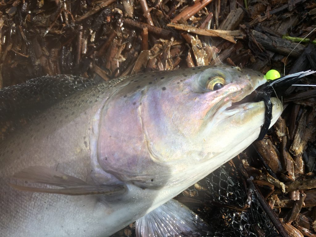Species #83 — Lost River Sucker – CaughtOvgard