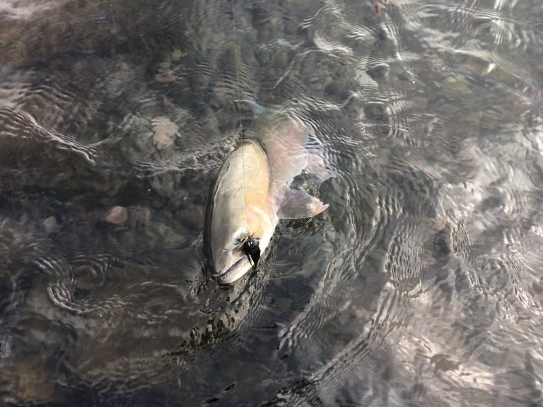 Species #83 — Lost River Sucker – CaughtOvgard