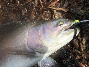 Species #83 — Lost River Sucker – CaughtOvgard