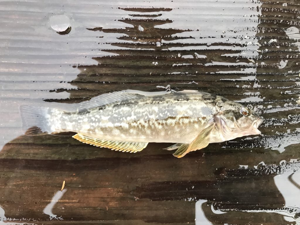 Species #81 — Whitespotted Greenling – CaughtOvgard