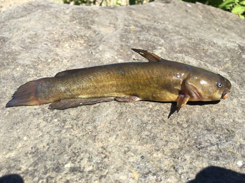 Species #75 — Yellow Bullhead – CaughtOvgard