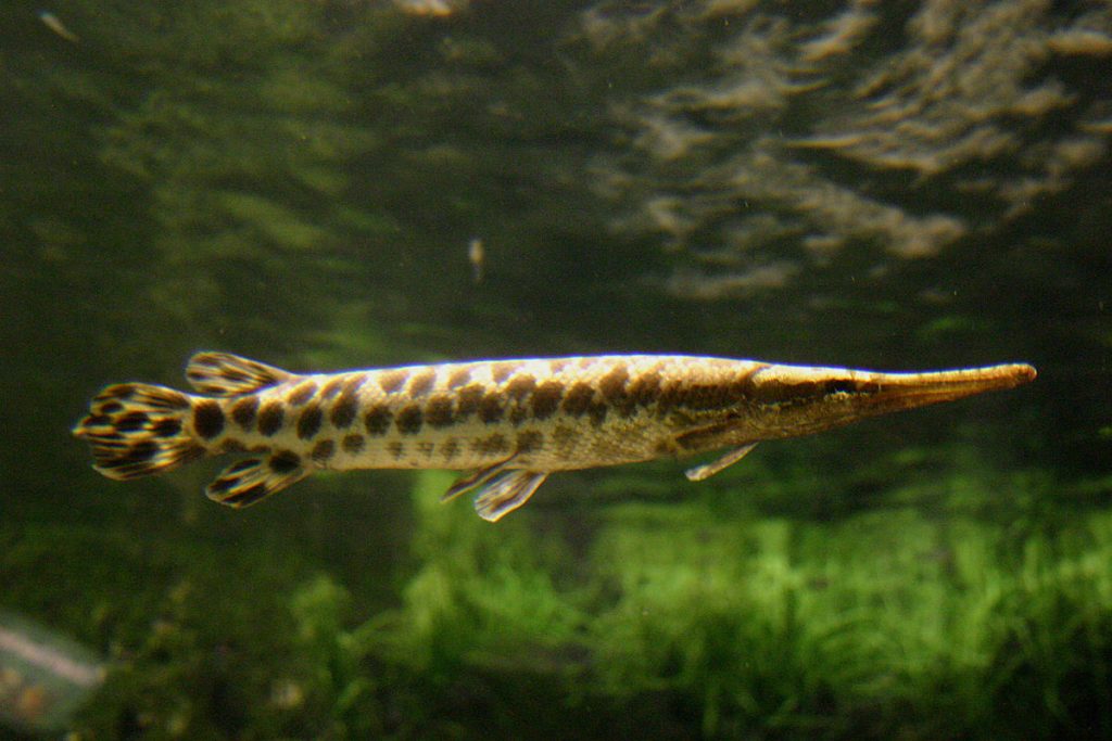 Species #89 — Spotted Gar – CaughtOvgard