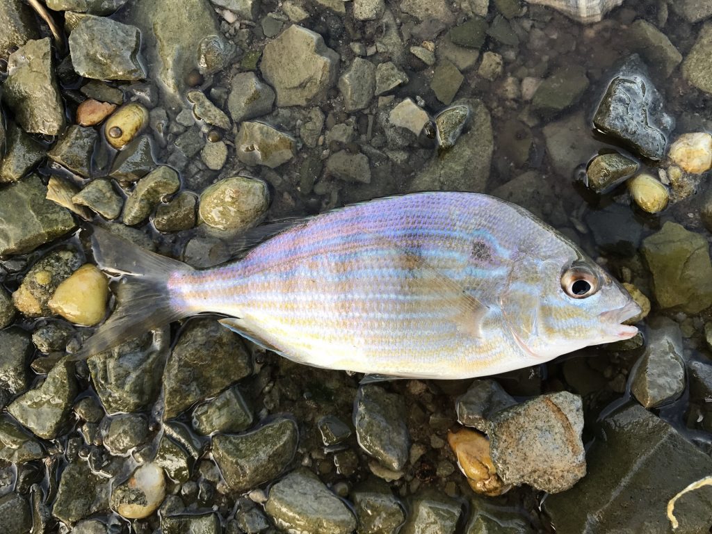 Species #93 — Pinfish – CaughtOvgard