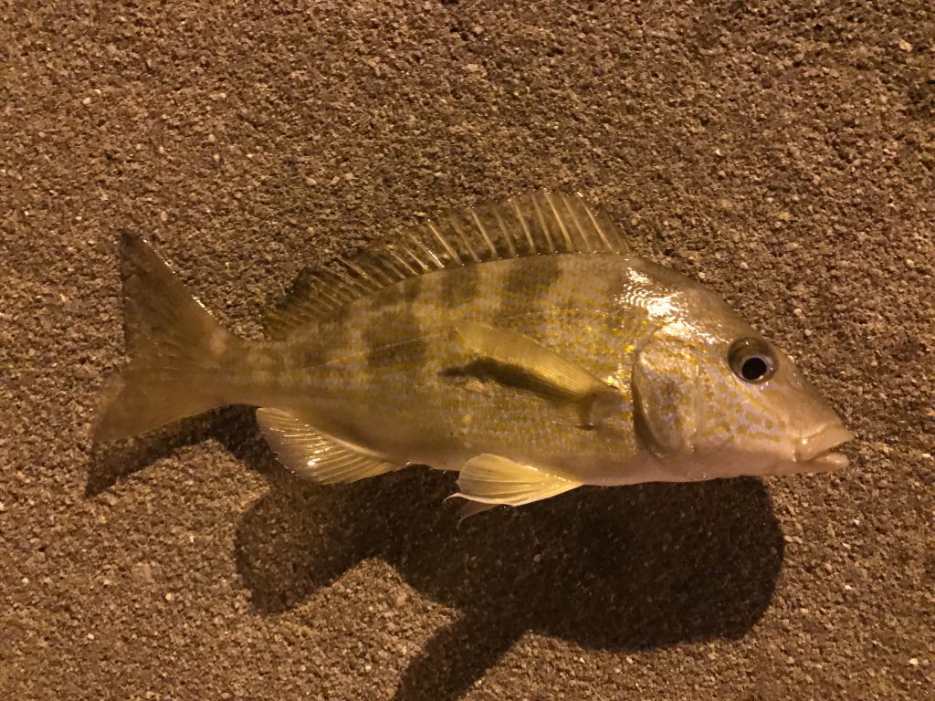 Species #99 — Pigfish – CaughtOvgard