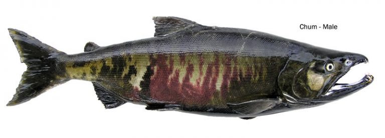 Species #106 — Chum Salmon – CaughtOvgard