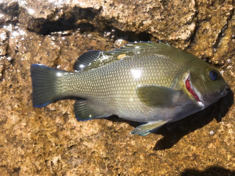 Species #102 — Opaleye | CaughtOvgard
