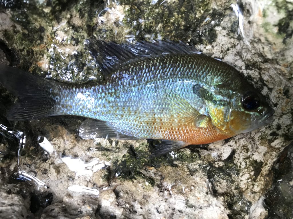 Species #138 — Redbreast Sunfish – CaughtOvgard