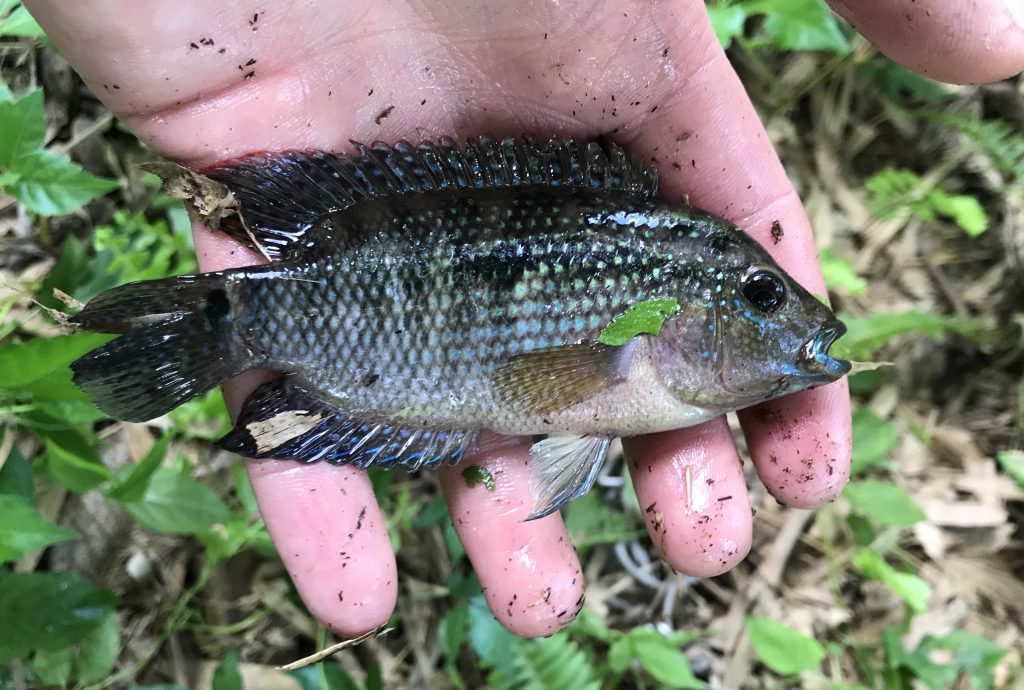 Species #141 — Jack Dempsey Cichlid – CaughtOvgard