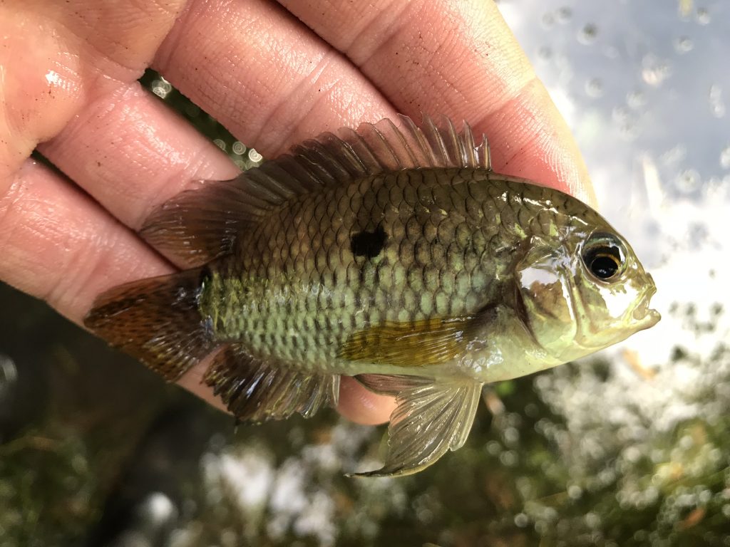 Species #142 — Dimerus Cichlid – CaughtOvgard