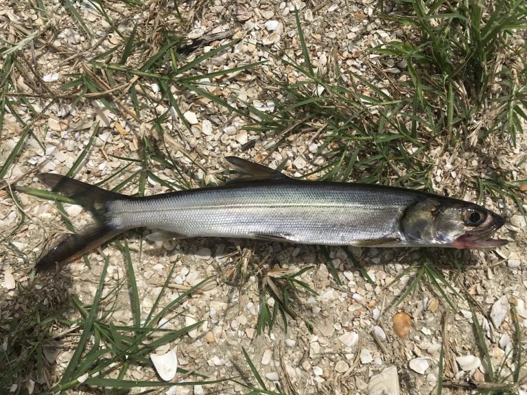 Species #144 — Ladyfish – CaughtOvgard