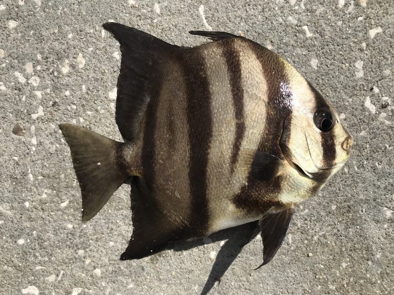 Species #147 — Atlantic Spadefish – CaughtOvgard