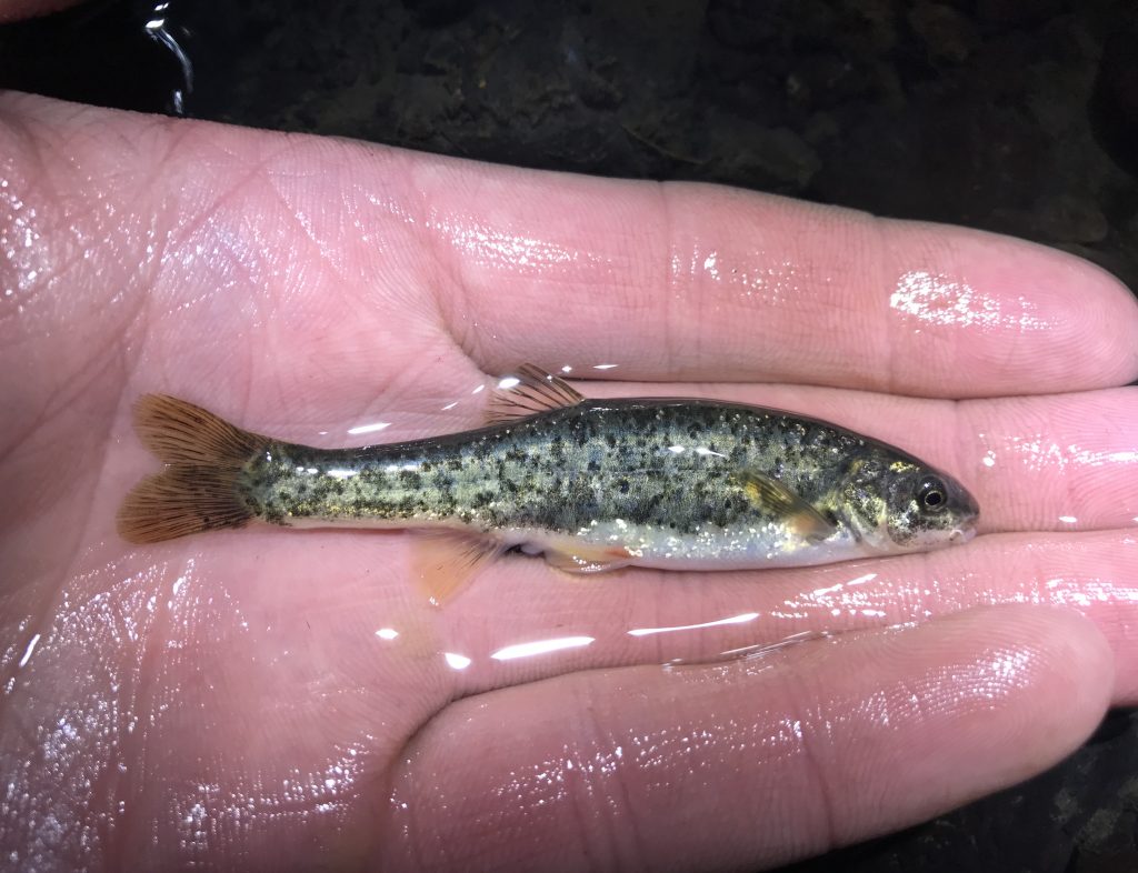 Species #124 — Speckled Dace | CaughtOvgard