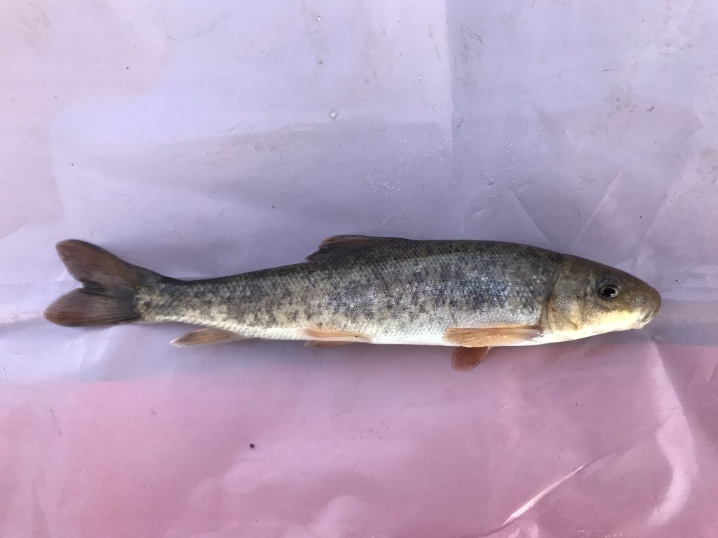 Species #120 — Shortnose Sucker – CaughtOvgard