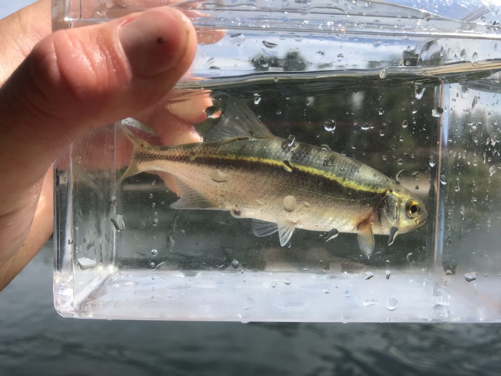 Species #126 — Redside Shiner – CaughtOvgard